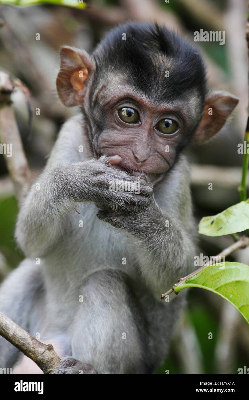 Long-tailed Macaque (Macaca fascicularis) baby, Saba, Malaysia Stock ...