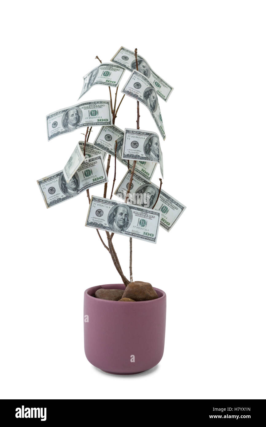 Money plant pot hi-res stock photography and images - Alamy