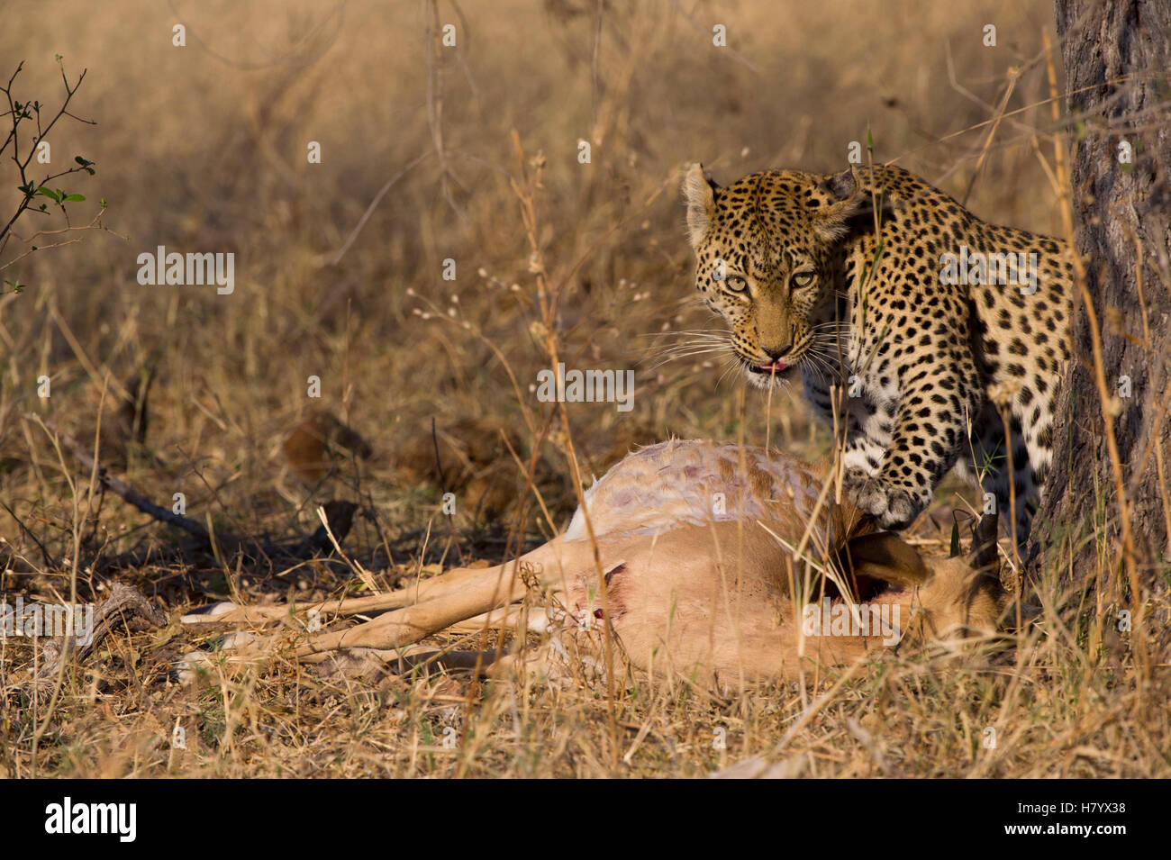 Leopard (Panthera pardus) feeding on antelope prey, Moremi Game Reserve ...