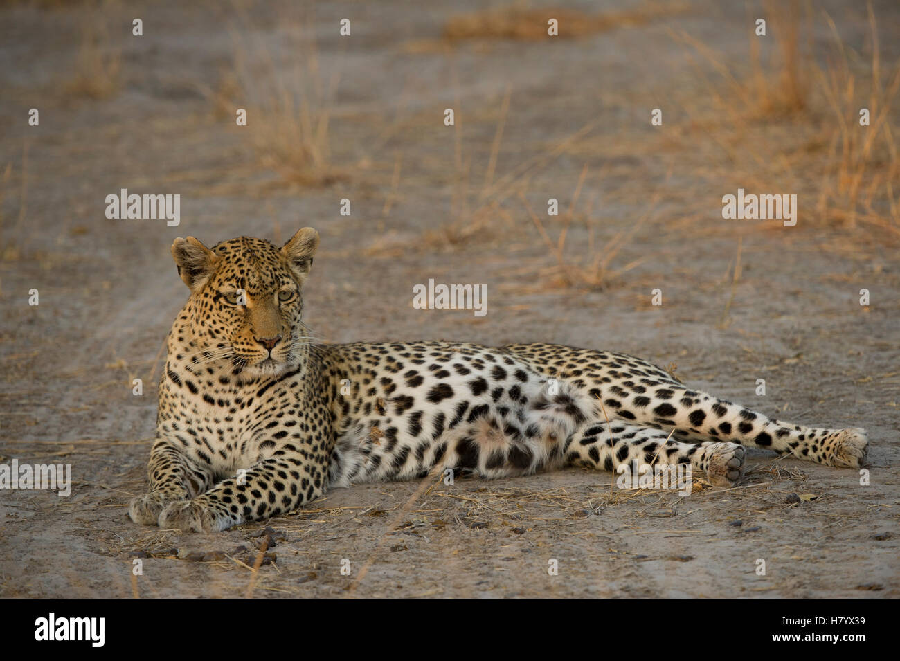 Leopard (Panthera pardus) female reclining, Moremi Game Reserve ...