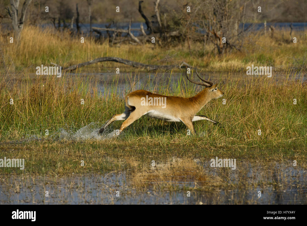 Lechwe (Kobus leche) male running through water, Moremi Game Reserve ...