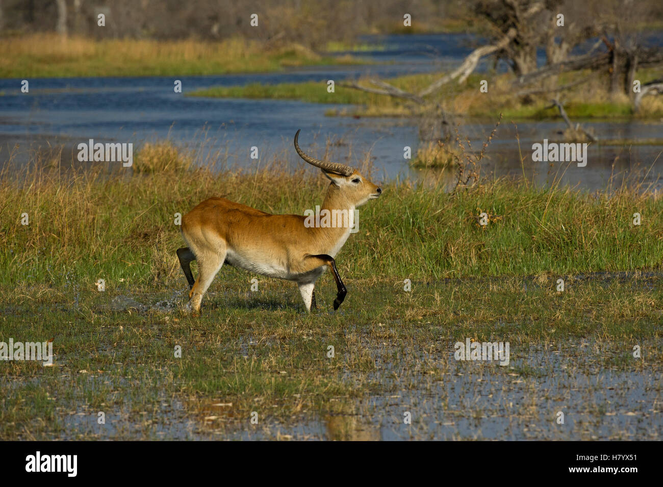 Lechwe (Kobus leche) male wading, Moremi Game Reserve, Okavango Delta ...