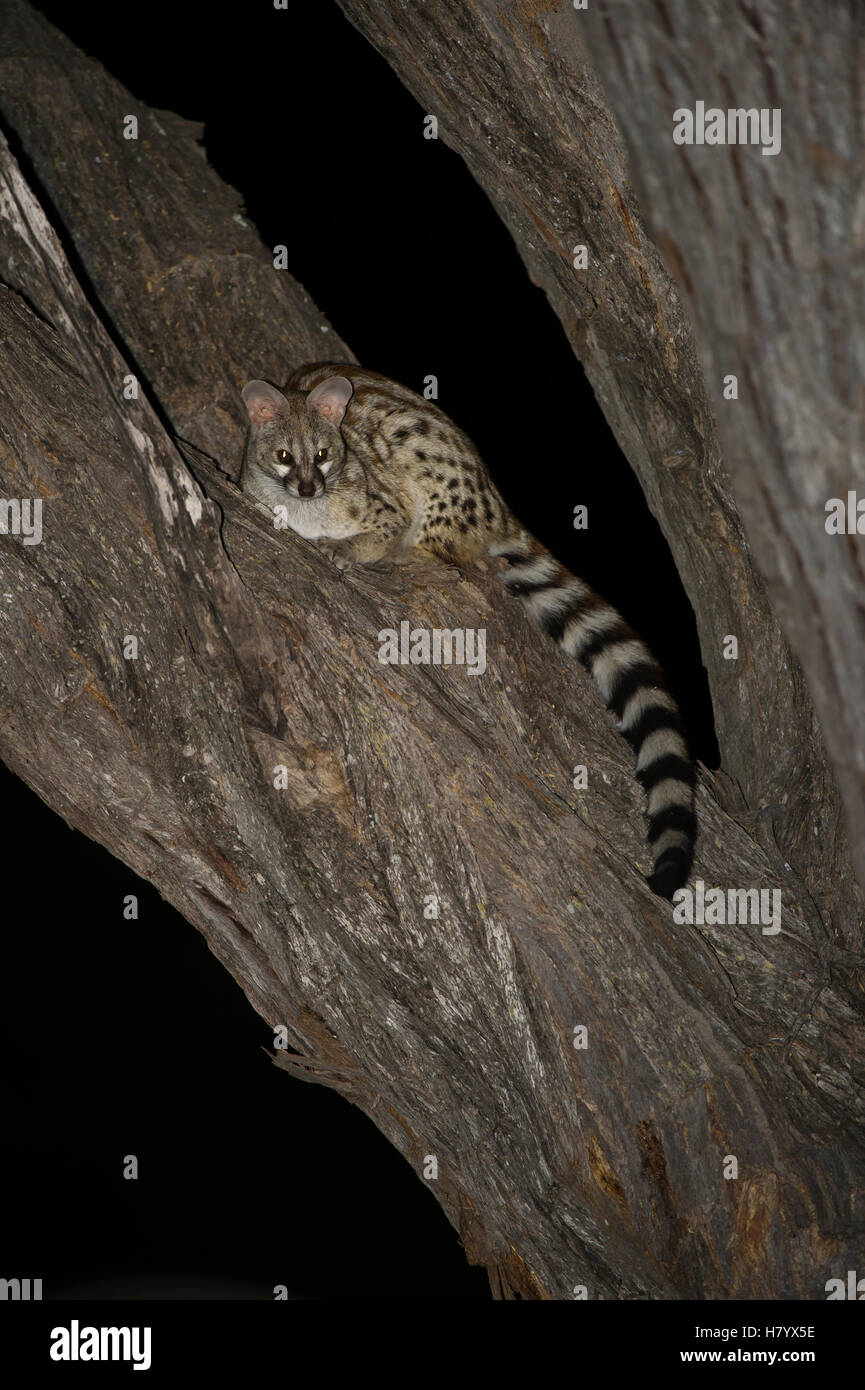 Small-spotted Genet (Genetta genetta) in tree, Moremi Game Reserve ...