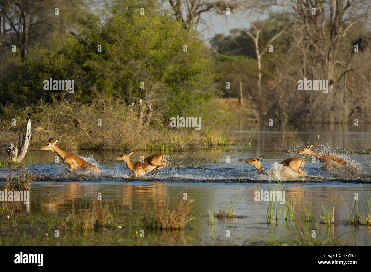 Impala (Aepyceros melampus) male and females running through water ...