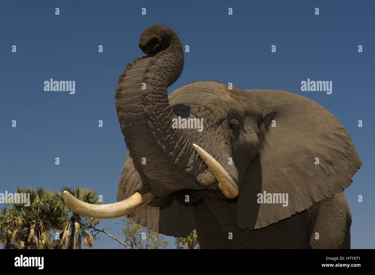 African Elephant (Loxodonta africana) domesticated orphan smelling air ...