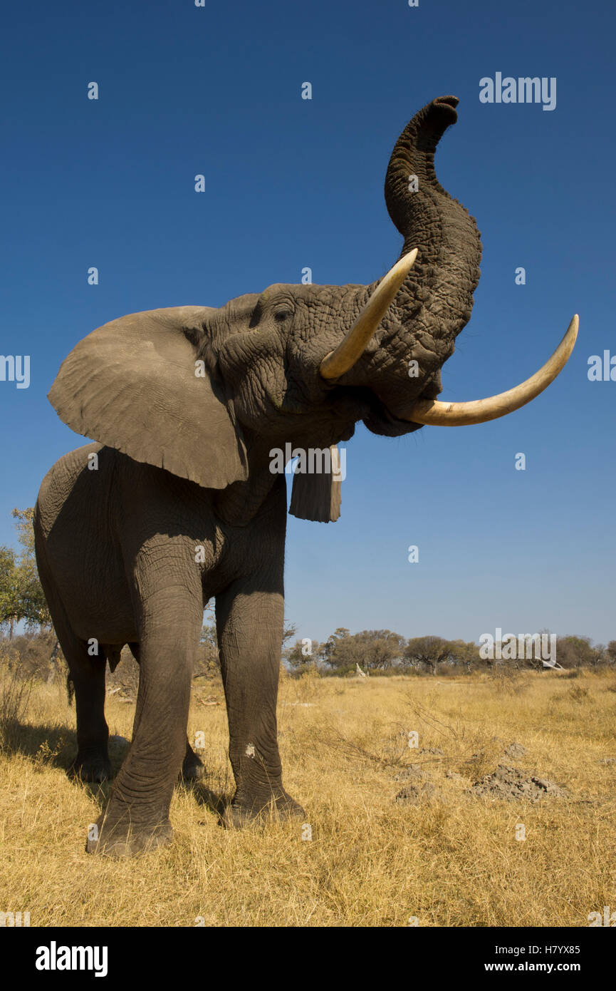 African Elephant (Loxodonta africana) domesticated orphan smelling air ...