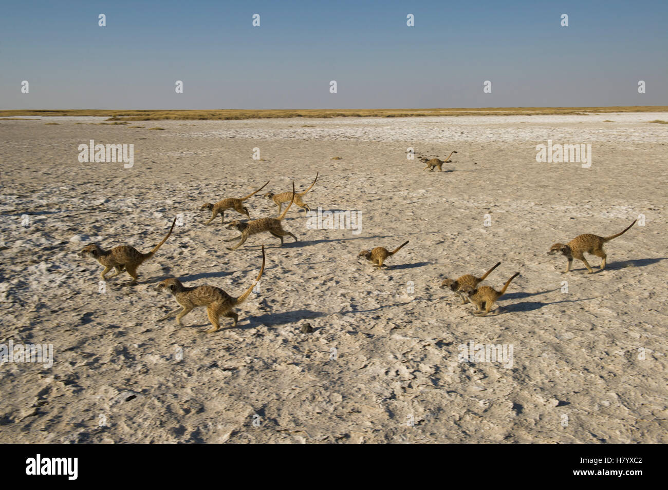 Suricata suricatta running hi-res stock photography and images - Alamy