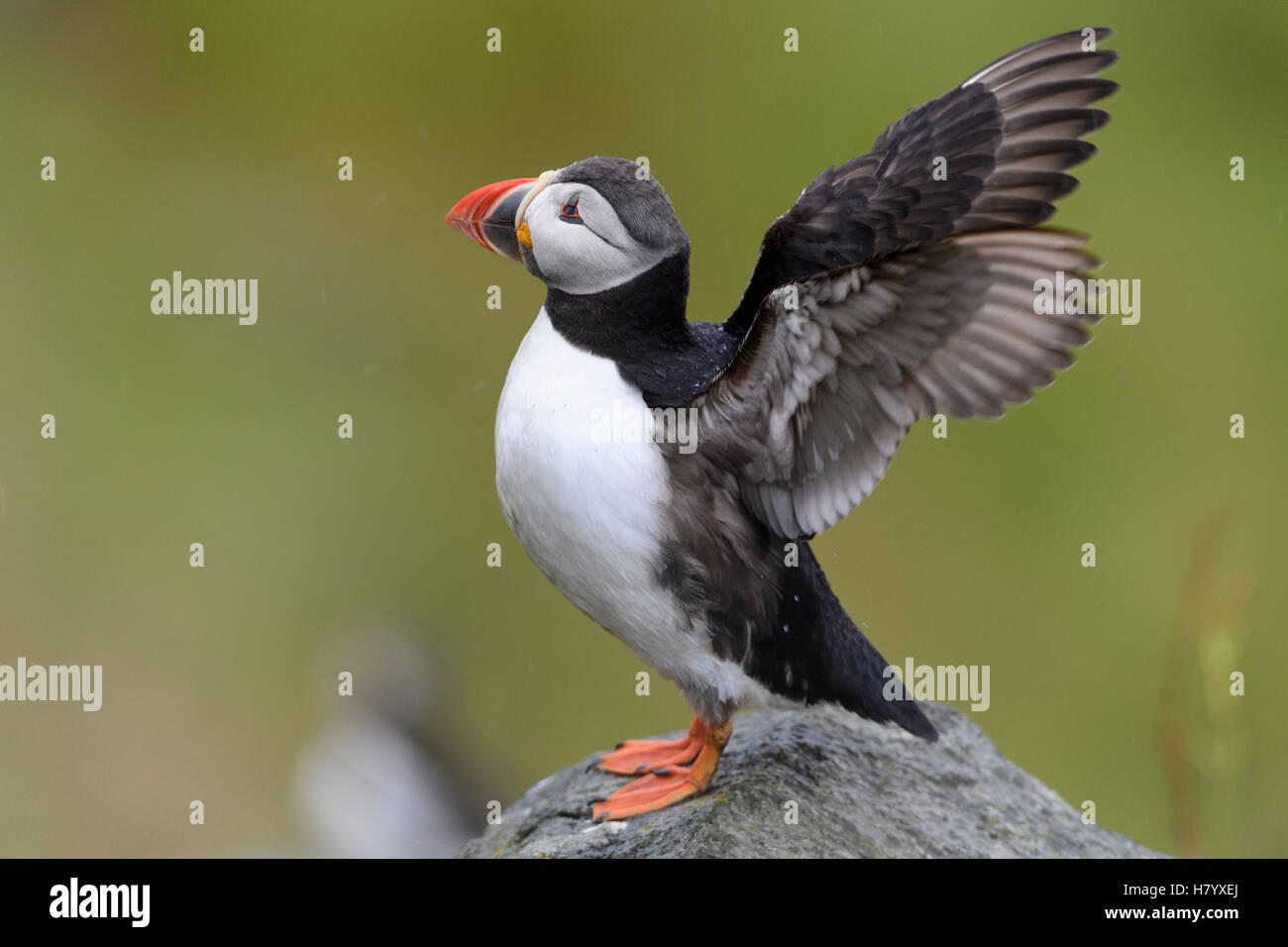Puffin (Fratercula arctica) flapping its wings, Runde bird island ...
