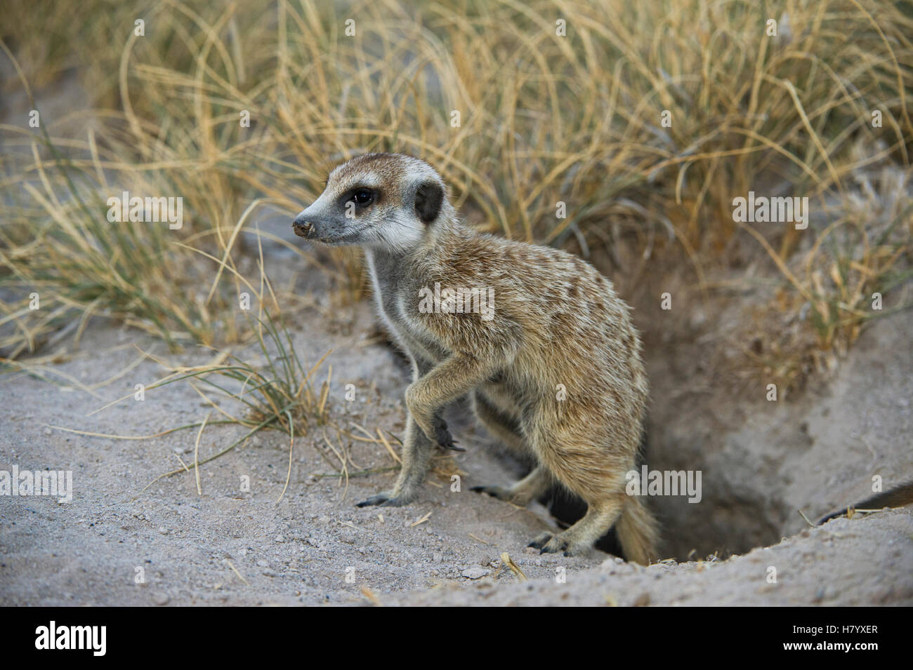 Meerkat (Suricata suricatta) leaving burrow, Makgadikgadi Pans ...