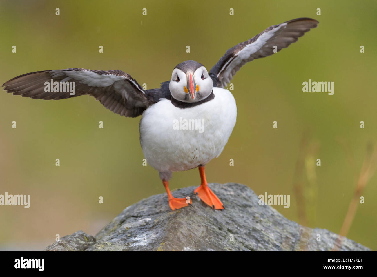 Puffin (Fratercula arctica) spreading wings, Runde bird island, Norway ...