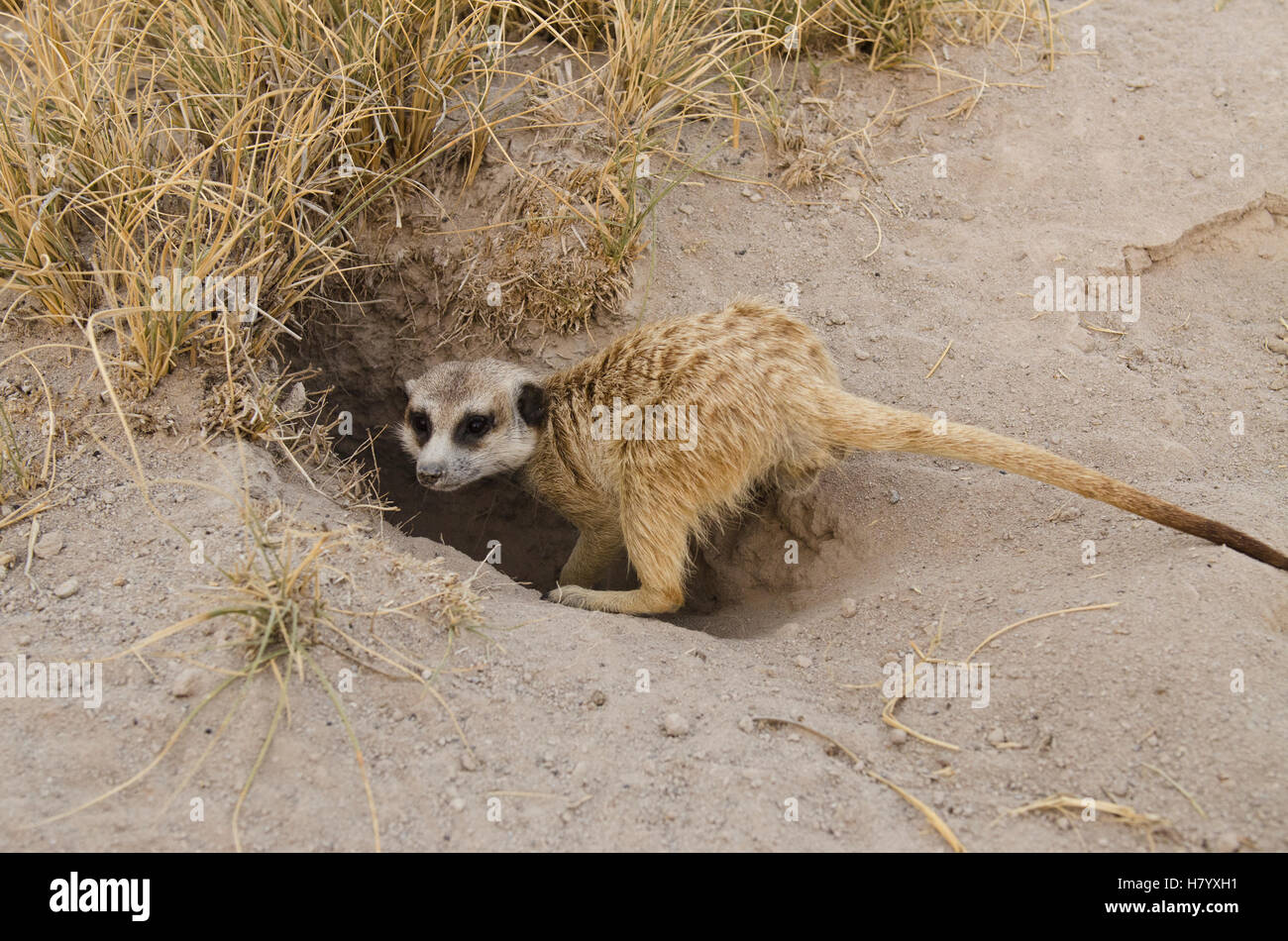 Meerkat (Suricata suricatta) clearing out burrow, Makgadikgadi Pans ...