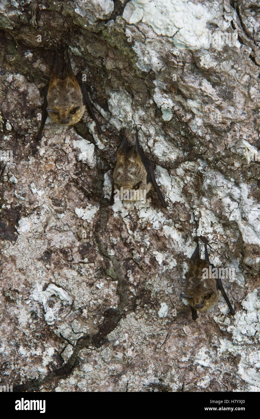 Greater Sac-winged Bat (Saccopteryx bilineata) trio roosting, Yasuni ...