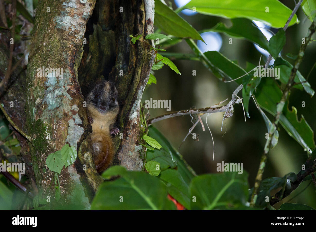 Yellow-crowned Brush-tailed Rat (Isothrix bistriata) in tree trunk ...