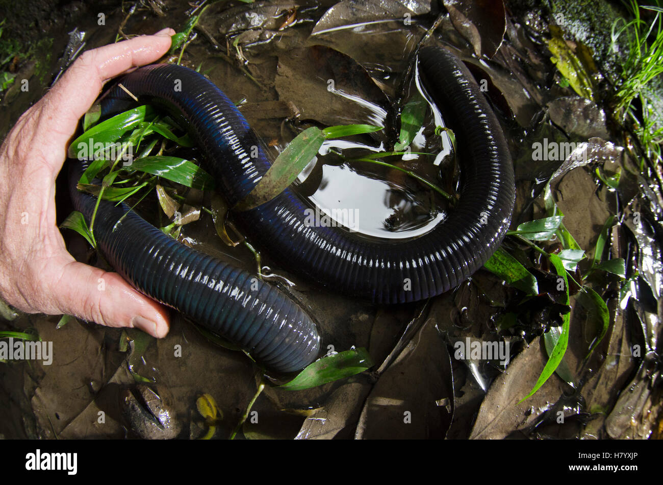 Earthworm (Lumbricus sp), Yasuni National Park, Amazon Rainforest ...