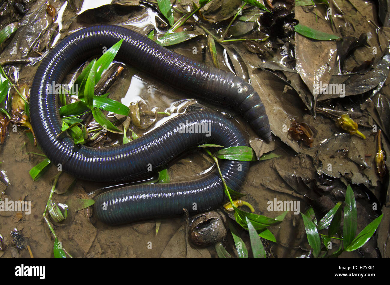 Earthworm (Lumbricus sp), Yasuni National Park, Amazon Rainforest ...