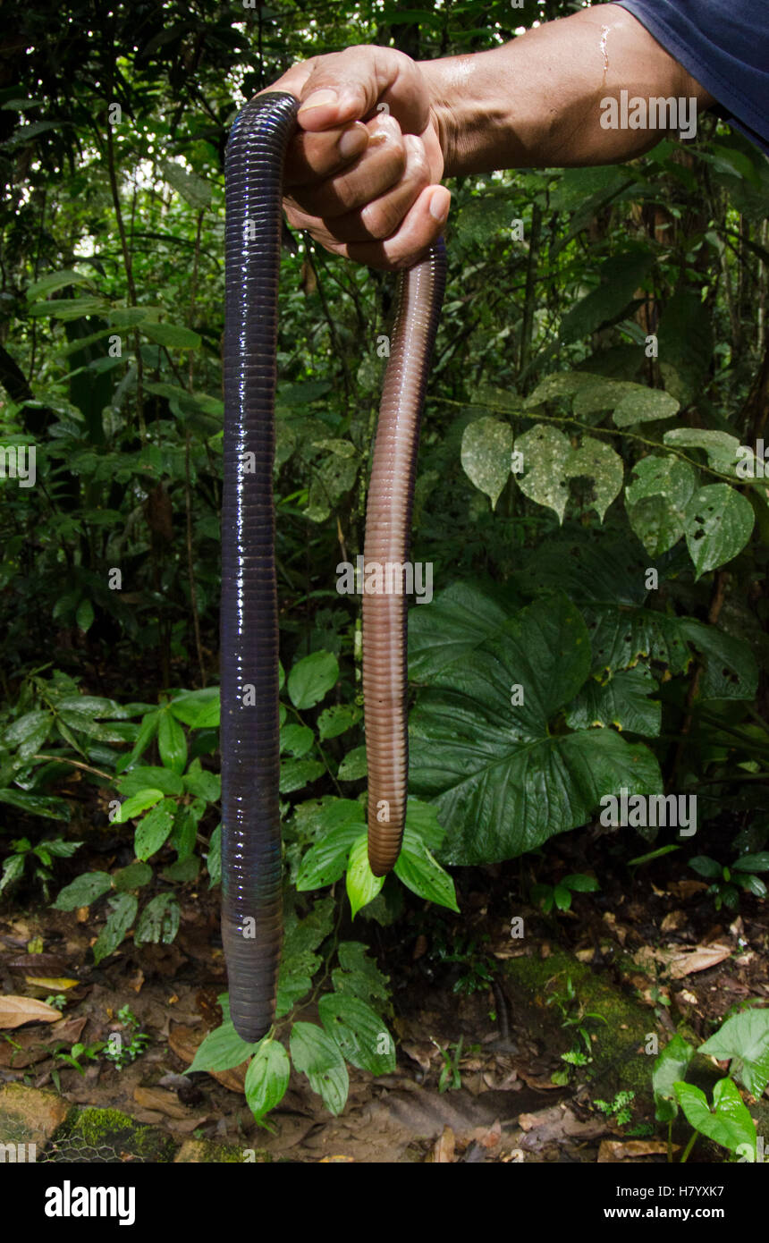 Earthworm (Lumbricus sp) held up, Yasuni National Park, Amazon ...