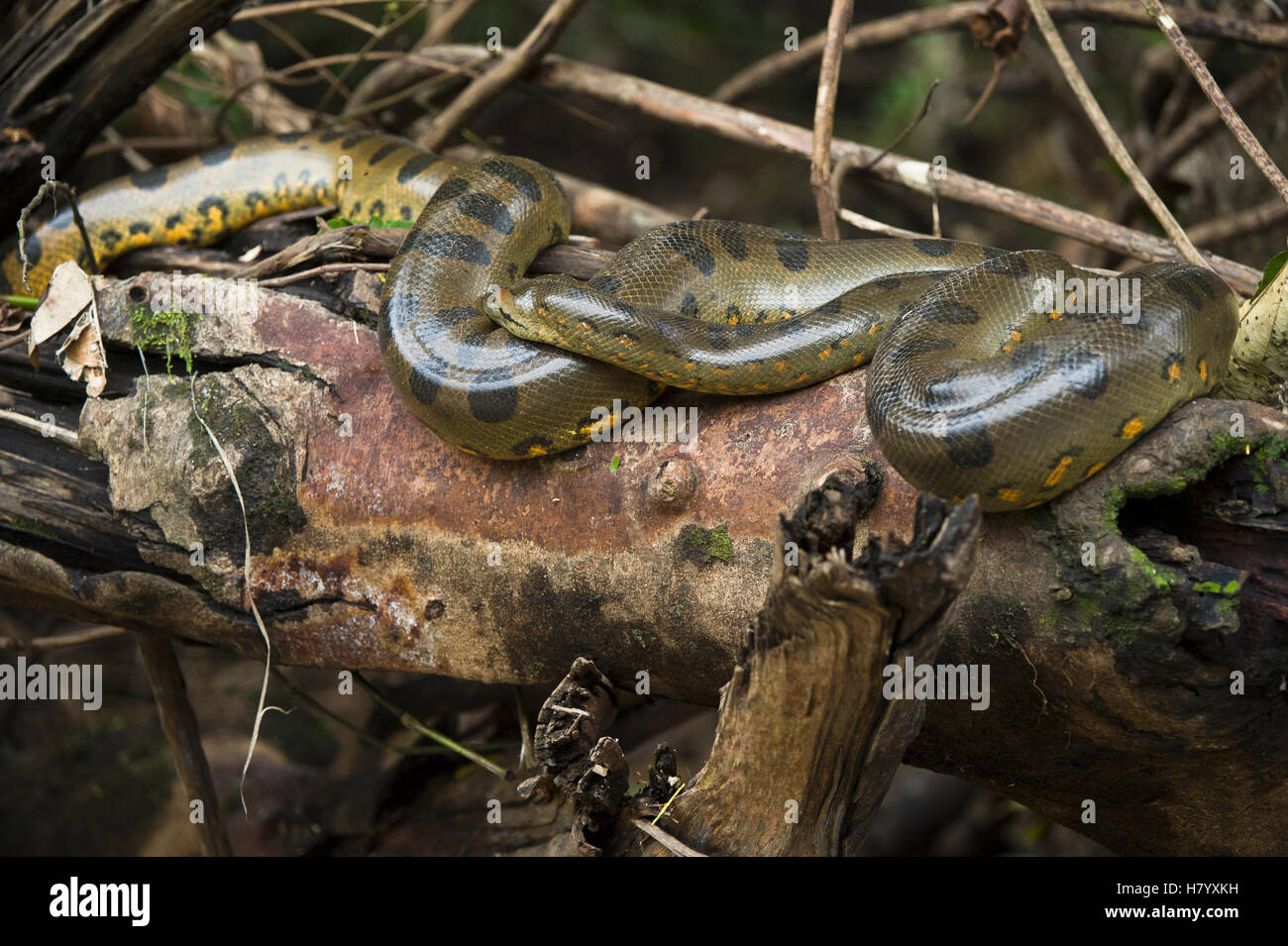 Green Anaconda (Eunectes murinus) in tree, Tiputini River, Yasuni ...