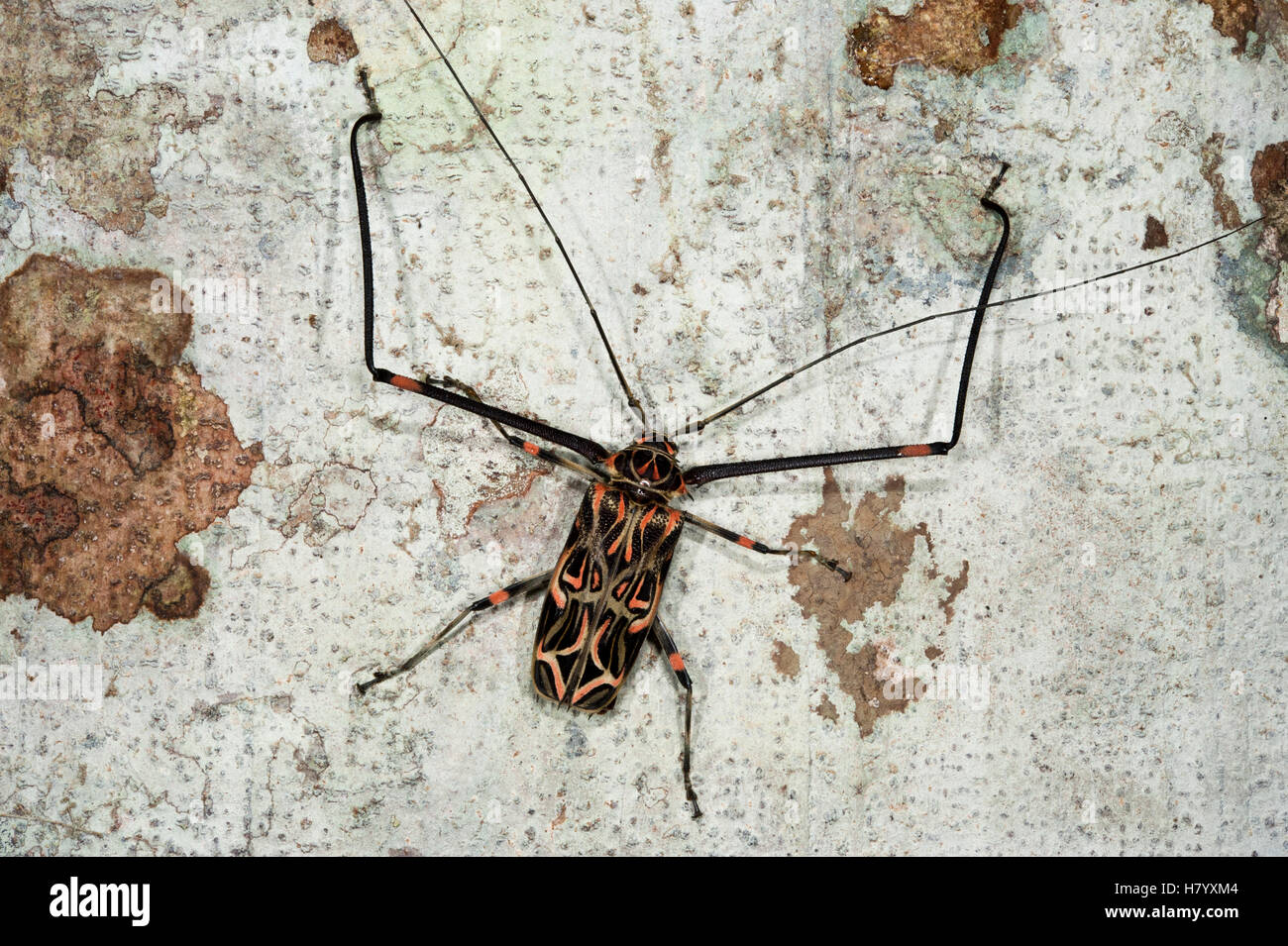 Harlequin Beetle (Acrocinus longimanus), Yasuni National Park, Amazon ...