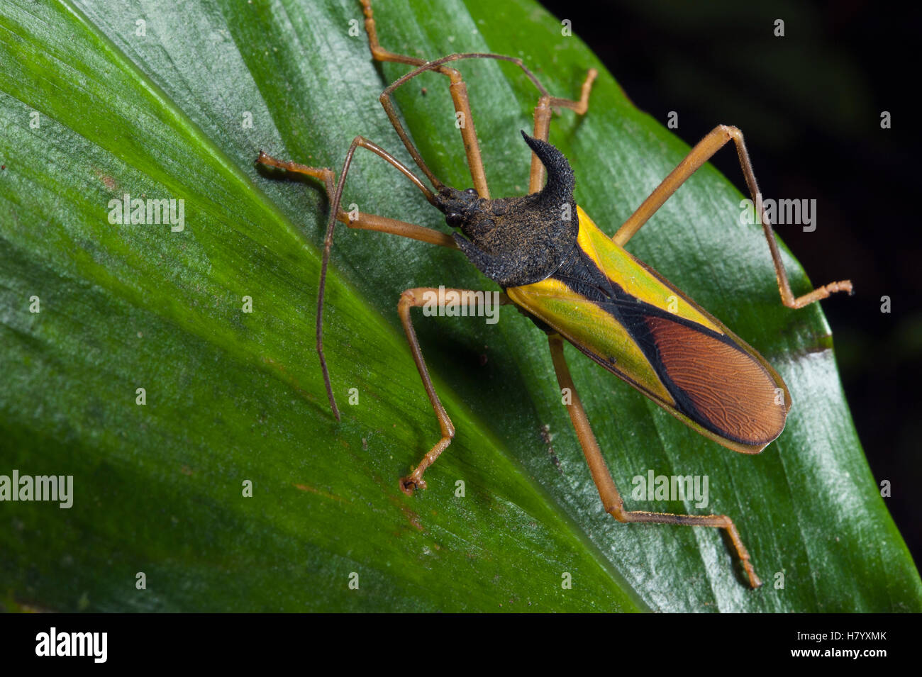 Two-horned Bug (Euagona diana), Yasuni National Park, Amazon Rainforest ...
