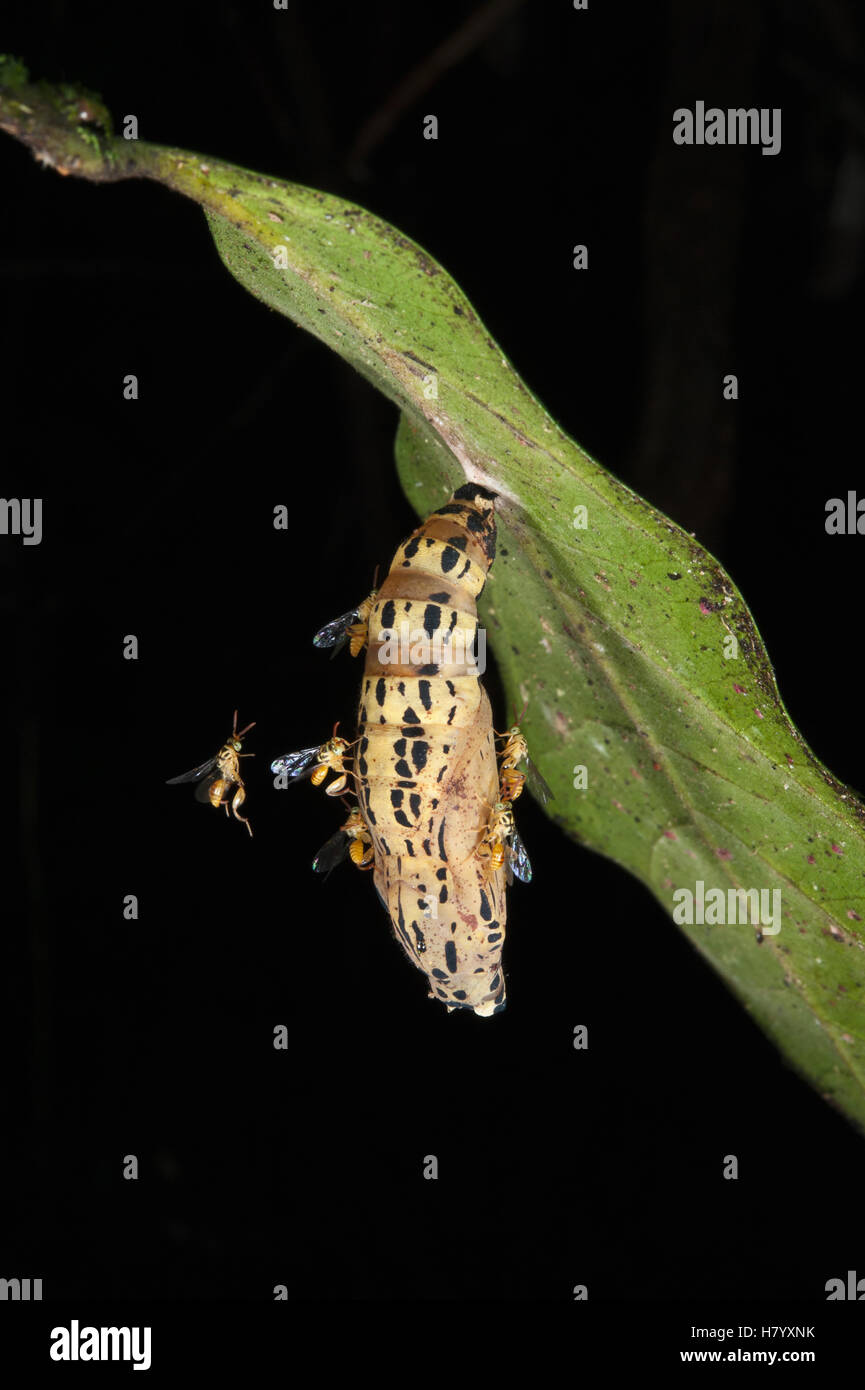 Chalcid Wasp (Chalcididae) group parasitizing butterfly pupa, Tiputini ...