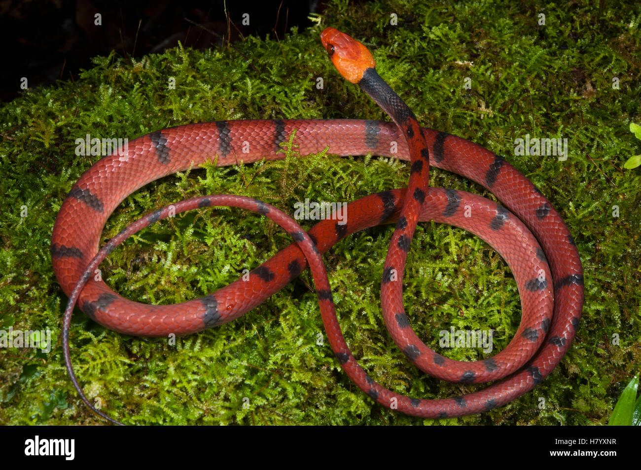 Banded Tree Snake (Tripanurgos compressus), Yasuni National Park ...