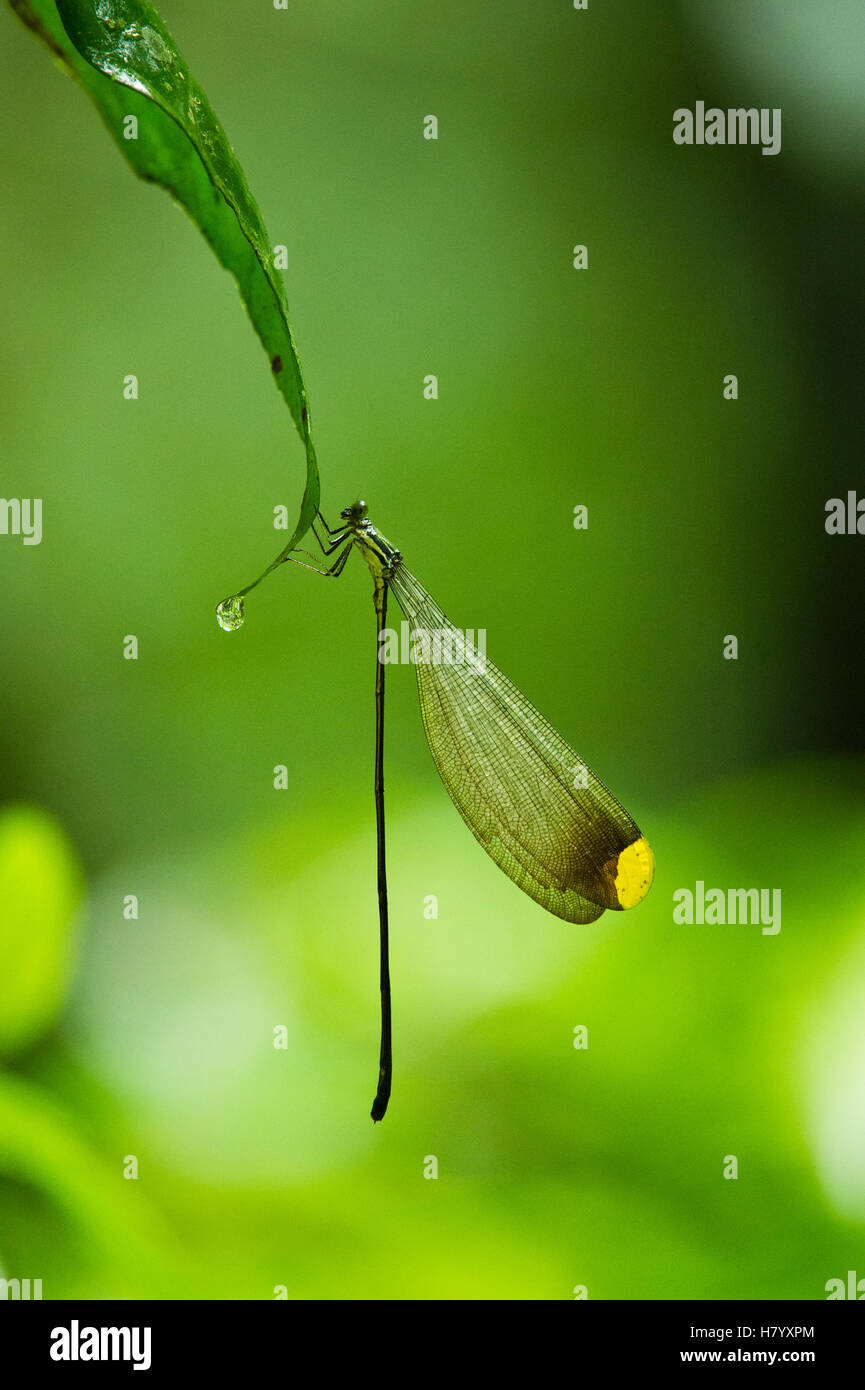 Helicopter Damselfly (Microstigma rotundatum) male, Yasuni National ...