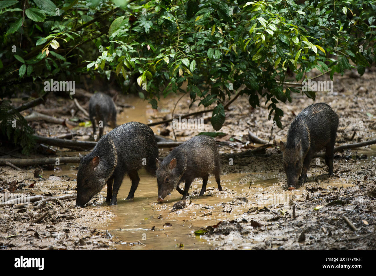 Collared Peccary (Tayassu tajacu) group foraging, Yasuni National Park ...