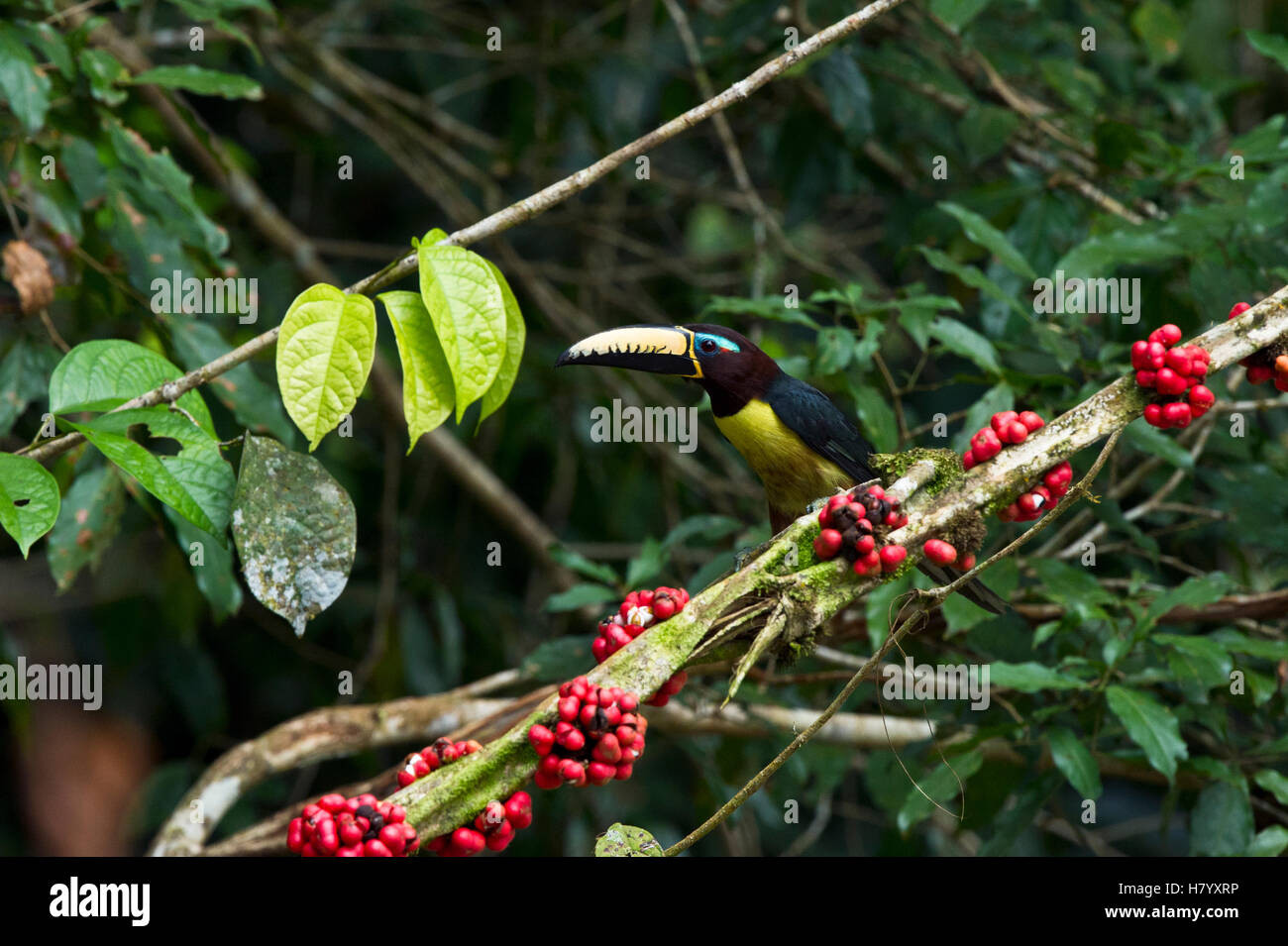 Lettered Aracari (Pteroglossus inscriptus), Yasuni National Park ...