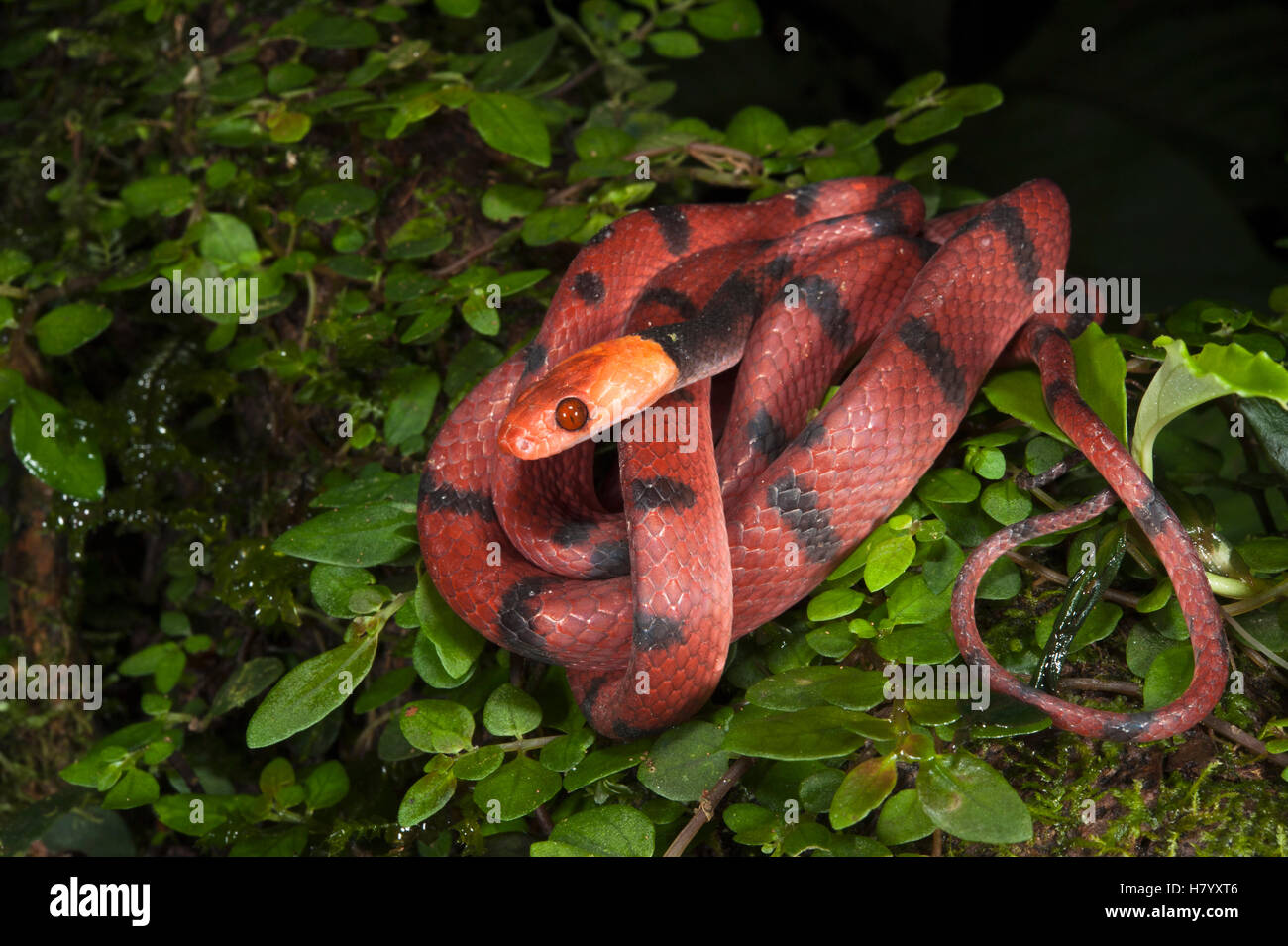 Banded Tree Snake (Tripanurgos compressus), Yasuni National Park ...