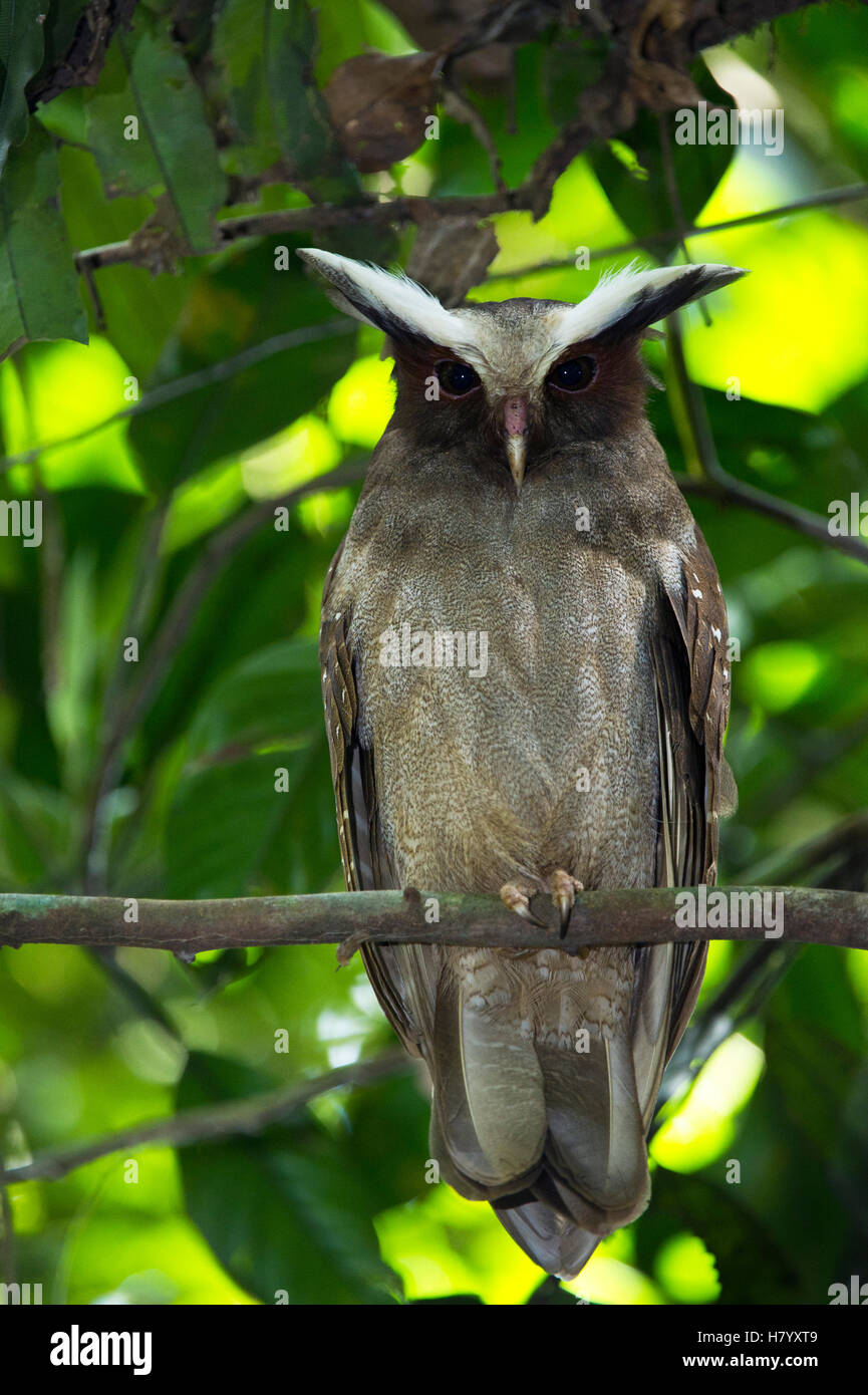 Crested Owl (Lophostrix cristata), Yasuni National Park, Amazon ...