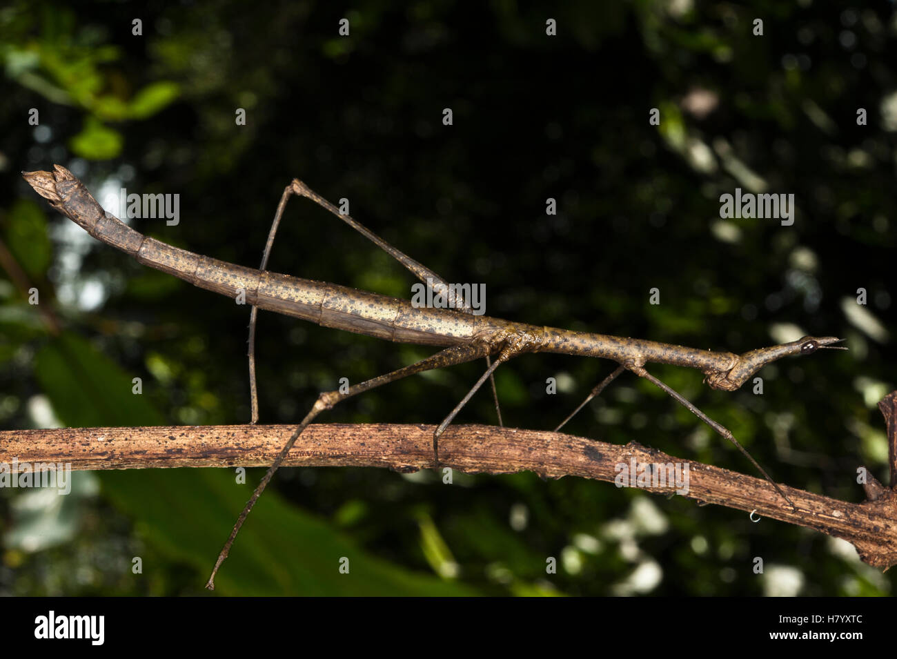 Jumping Stick (Apioscelis sp), Yasuni National Park, Amazon Rainforest ...