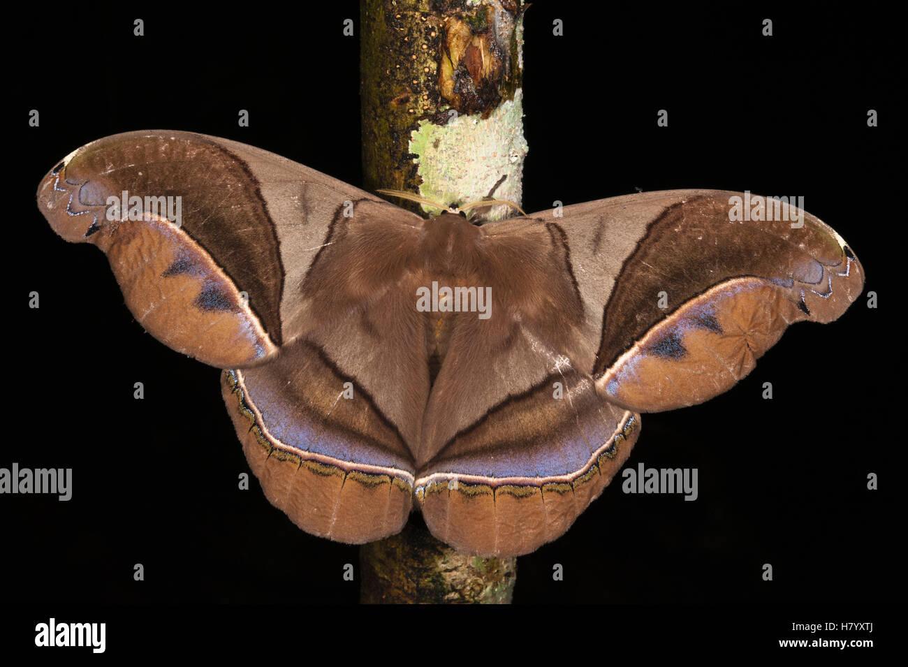 Saturniid Moth (Saturniidae), Yasuni National Park, Amazon Rainforest ...