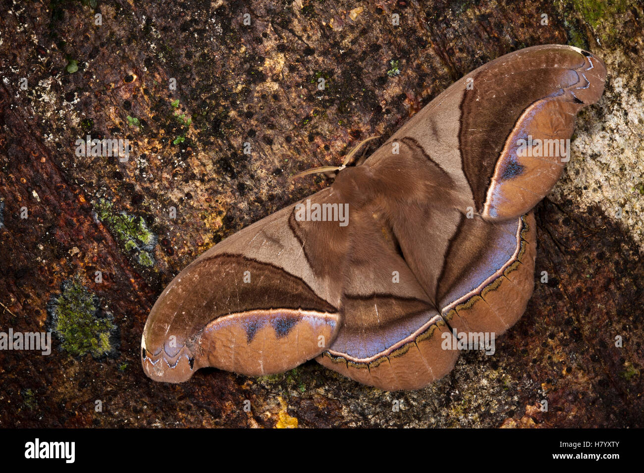 Saturniid Moth (Saturniidae), Yasuni National Park, Amazon Rainforest ...