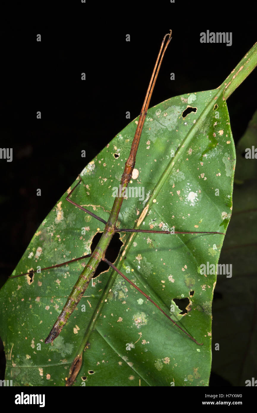 Stick Insect camouflaged on leaf, Yasuni National Park, Amazon ...