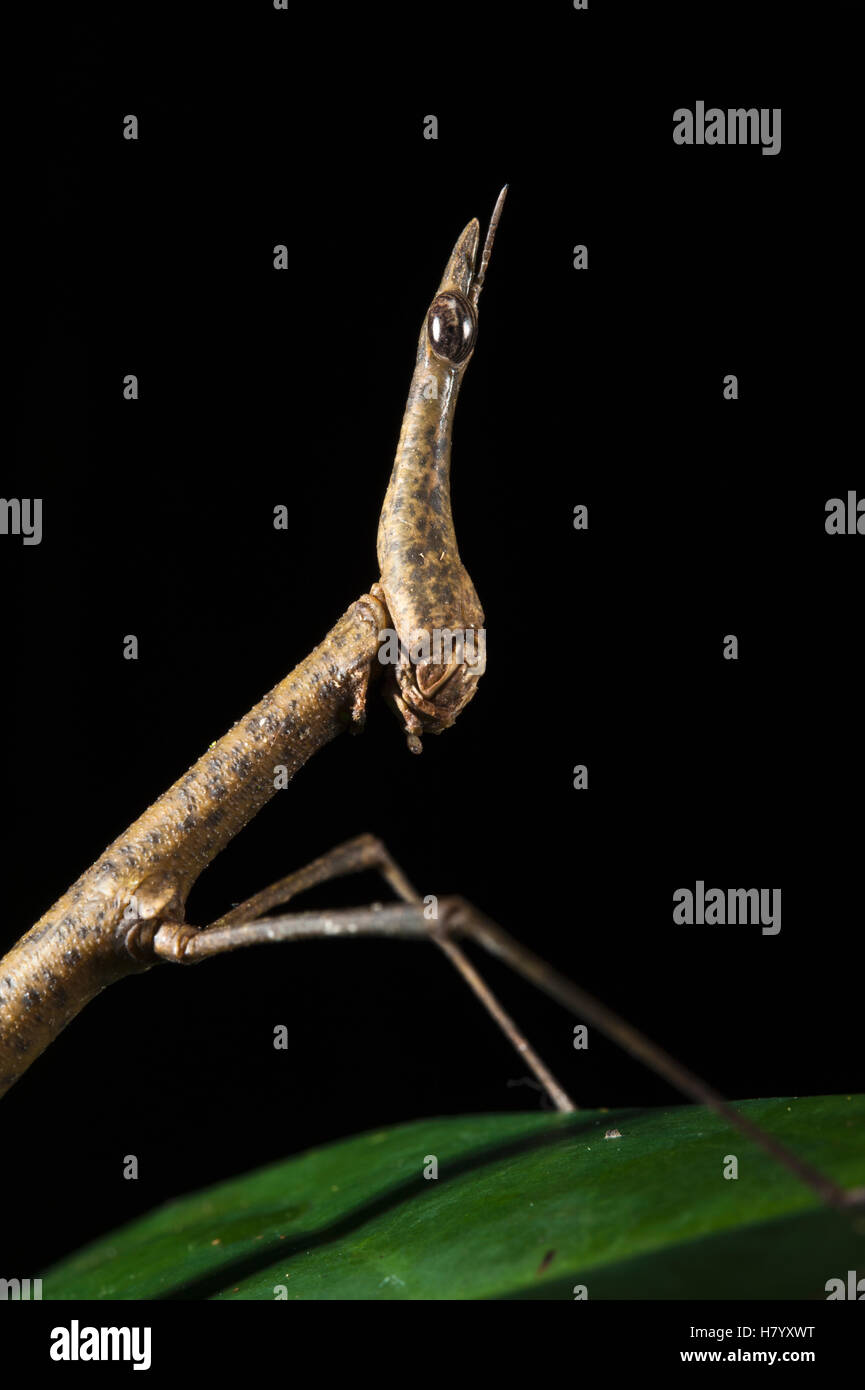 Jumping Stick (Apioscelis sp), Yasuni National Park, Amazon Rainforest ...