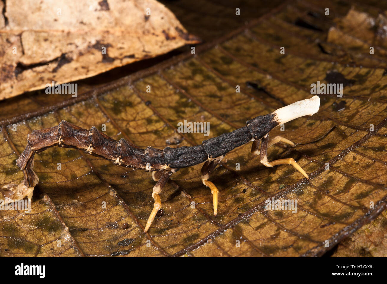 Firefly (Lampyridae) larva camouflaged on leaf, Yasuni National Park ...