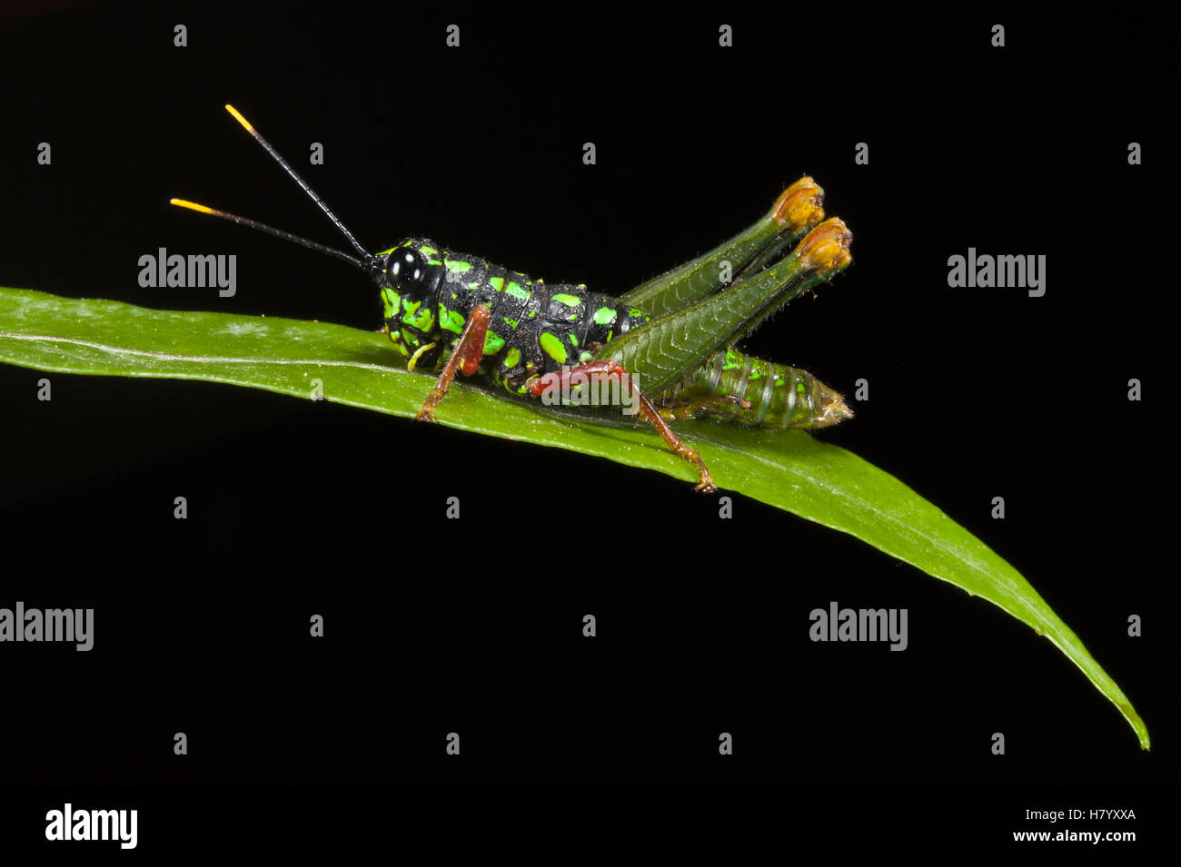 Grasshopper (Acrididae), Yasuni National Park, Amazon Rainforest ...