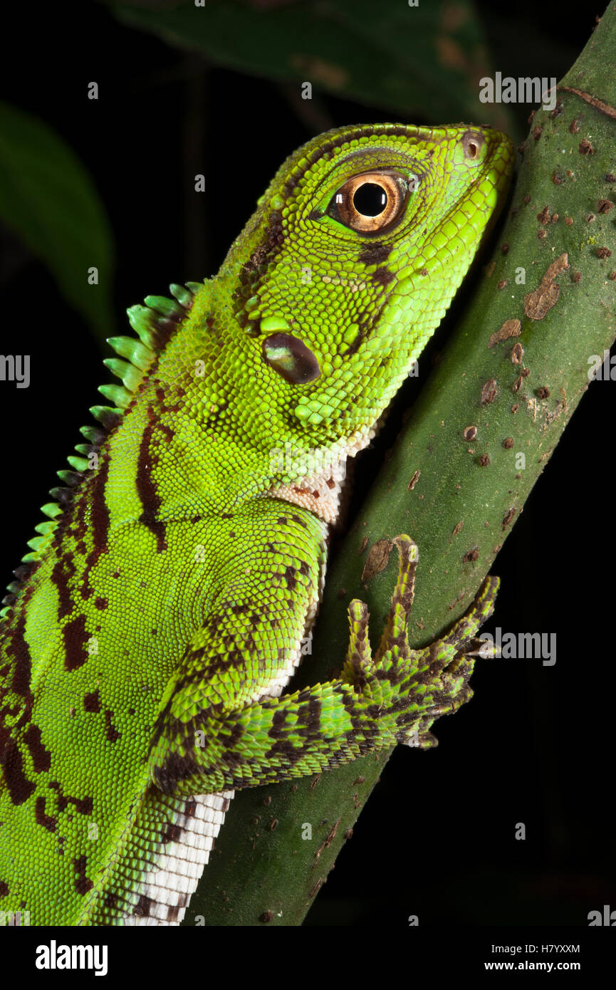 Amazon Wood Lizard (Enyalioides laticeps), Yasuni National Park, Amazon ...