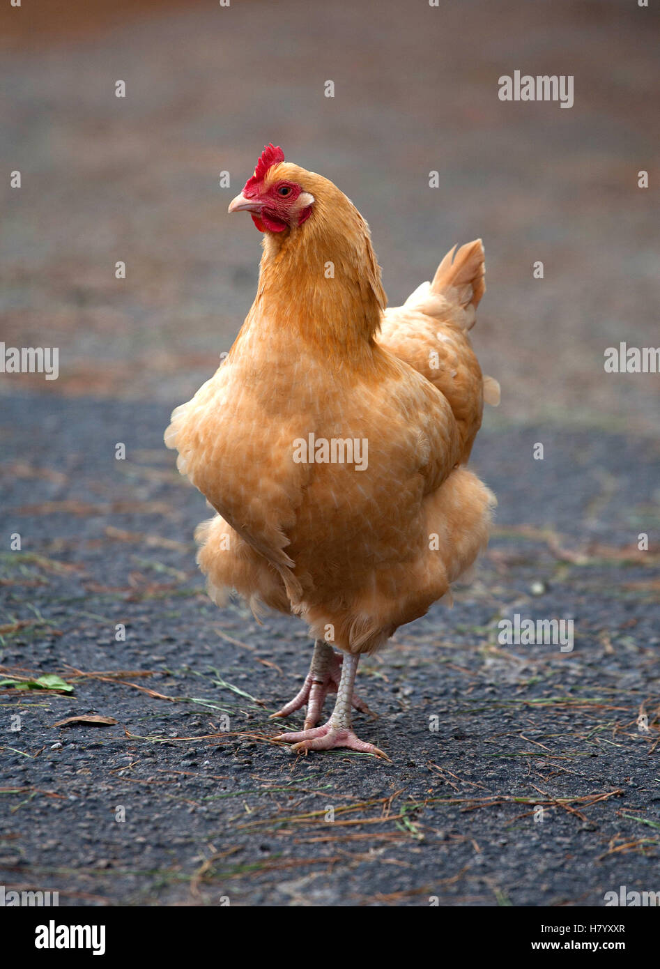 Orange hen with black tail feathers hi-res stock photography and images ...