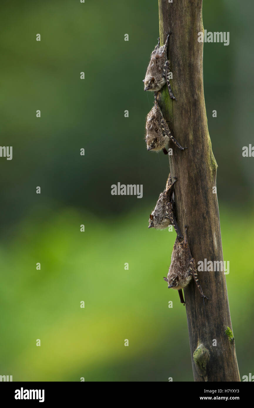 Proboscis Bat (Rhynchonycteris naso) group roosting, Yasuni National ...