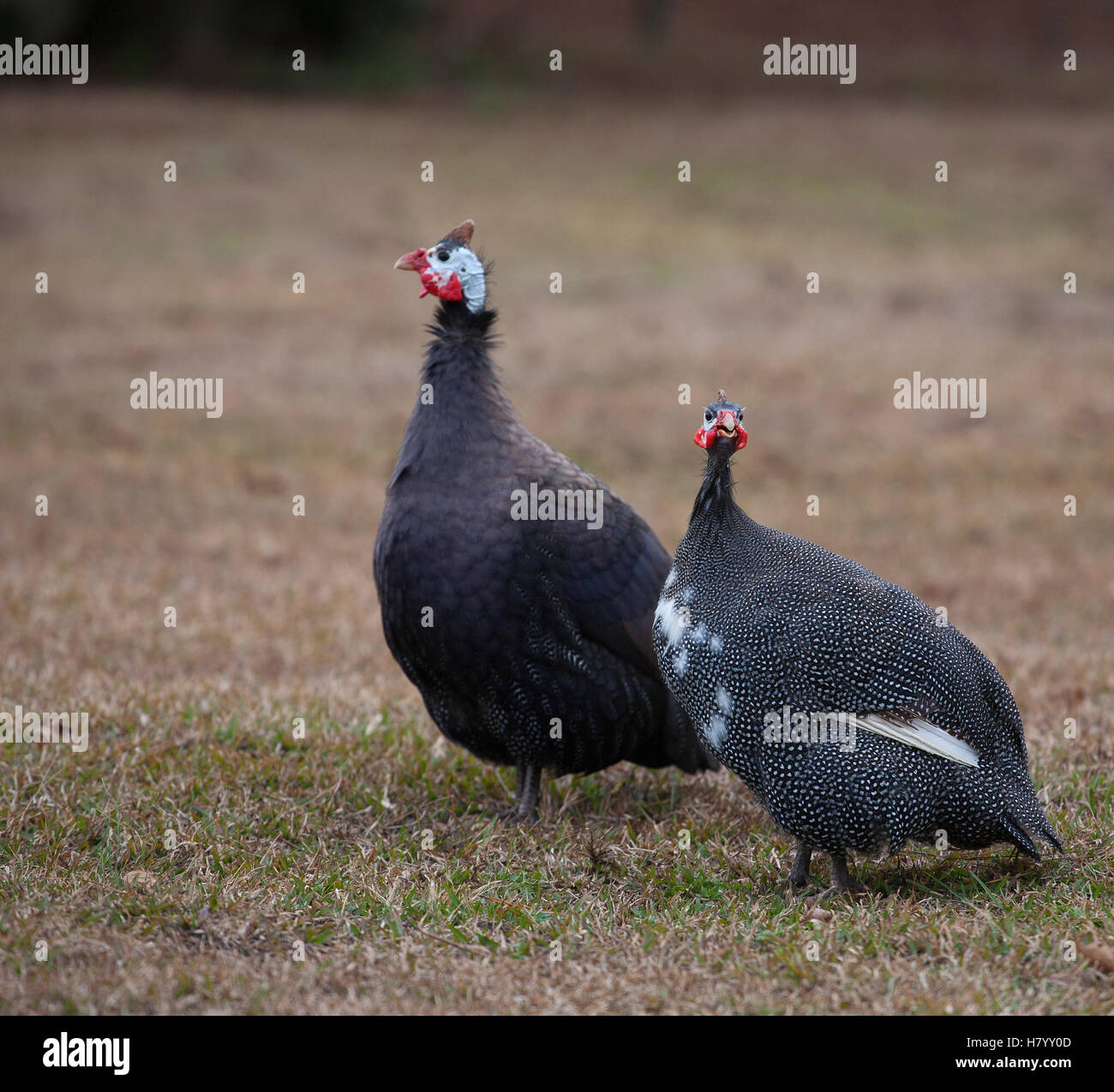 Two guinea hens that are on some winter grass Stock Photo - Alamy