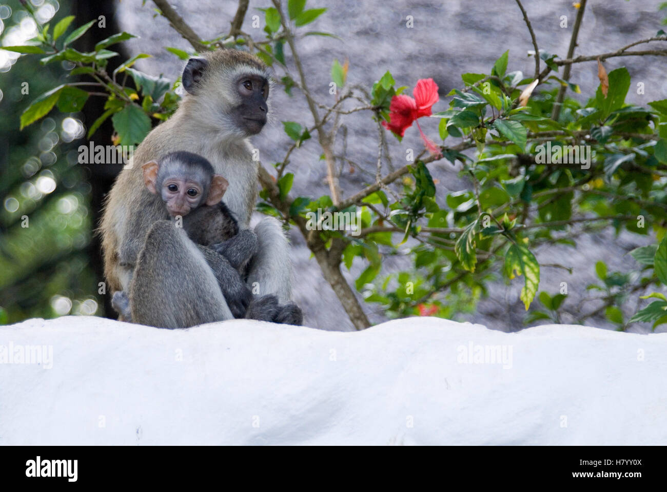 Vervet Monkey (C.) with cub, Kenya, Africa Stock Photo - Alamy