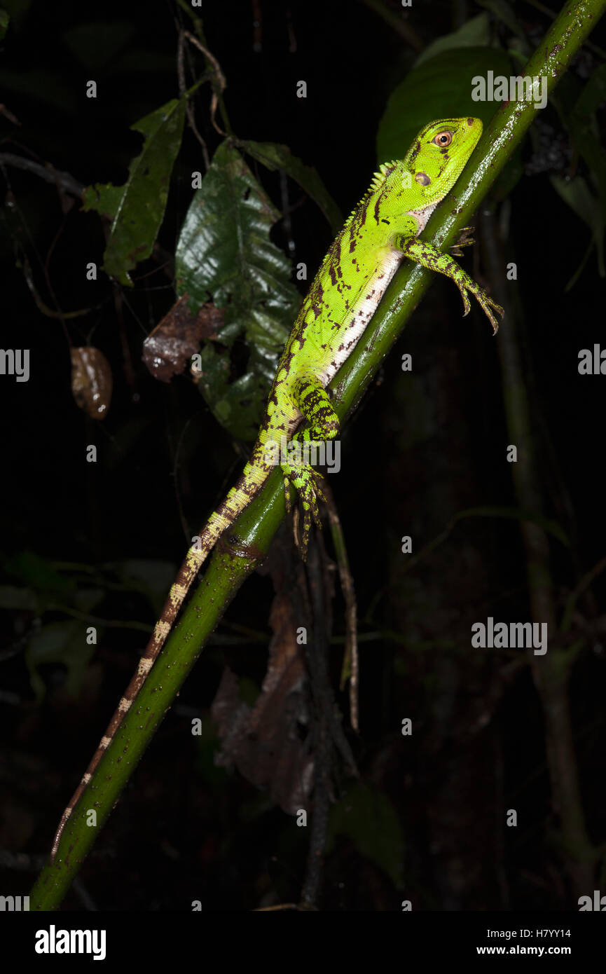 Amazon Wood Lizard (Enyalioides laticeps), Yasuni National Park, Amazon ...