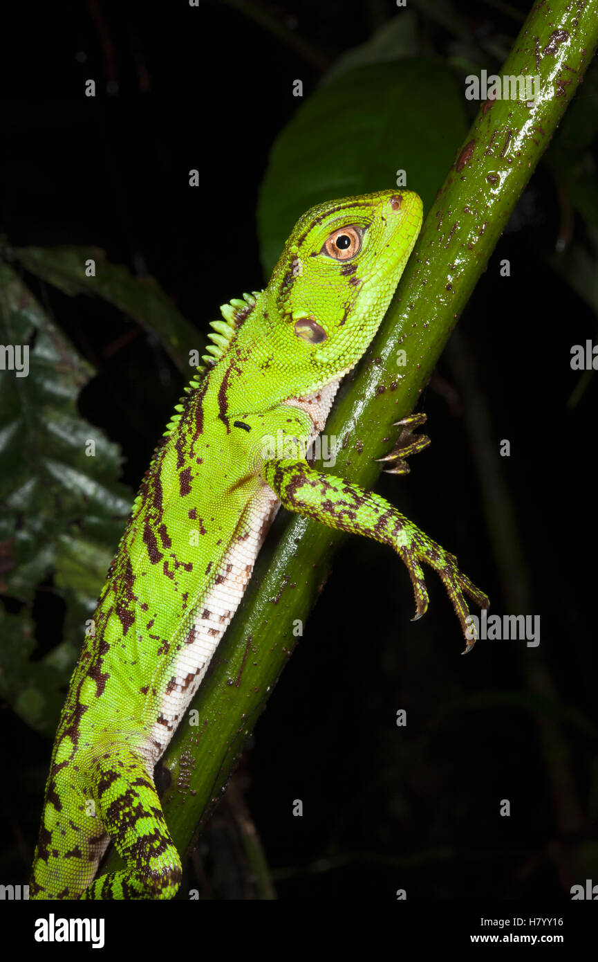 Amazon Wood Lizard (Enyalioides laticeps), Yasuni National Park, Amazon ...