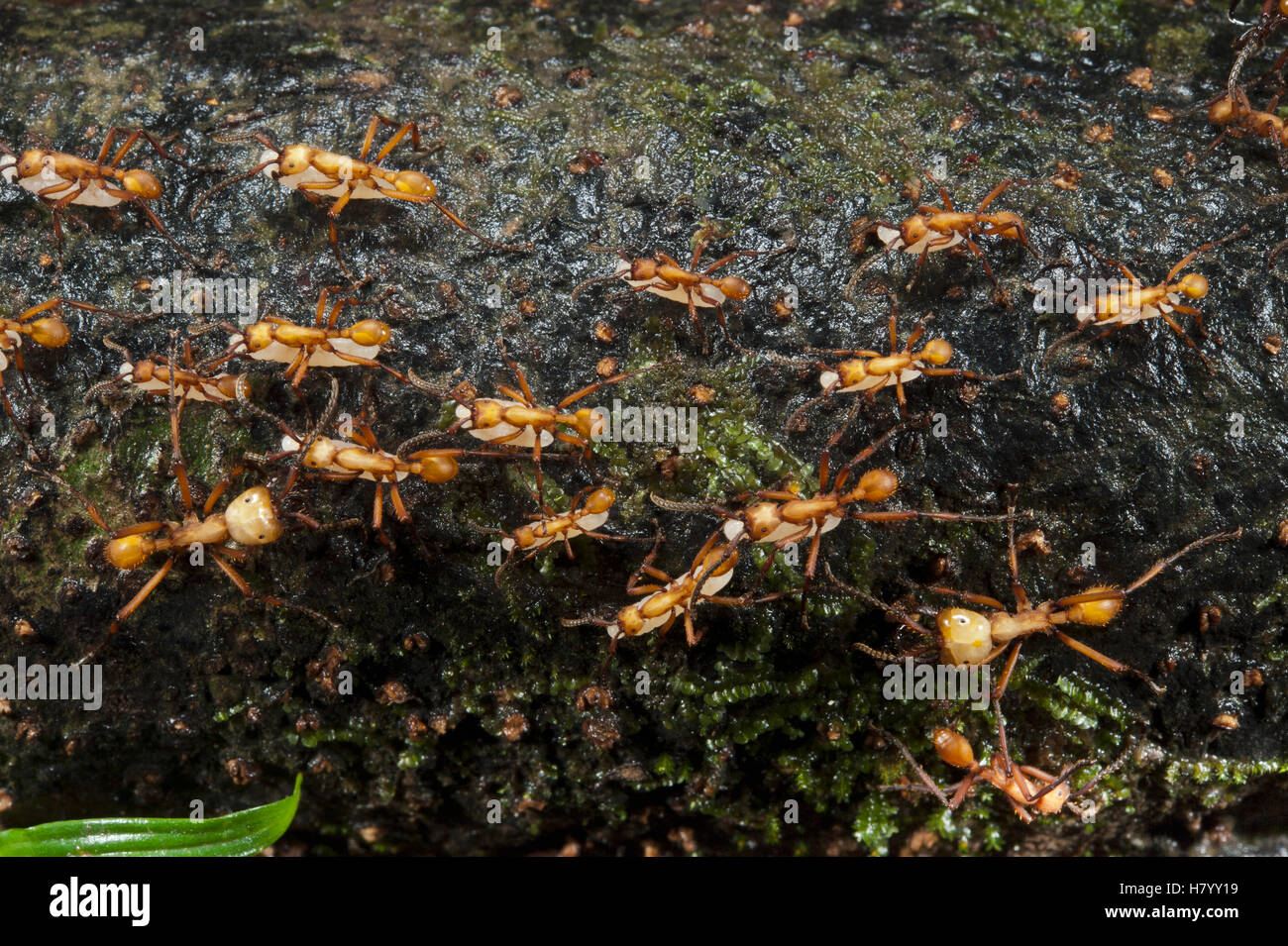 Army Ant (eciton sp) group carrying pupae, Yasuni National Park, Amazon ...