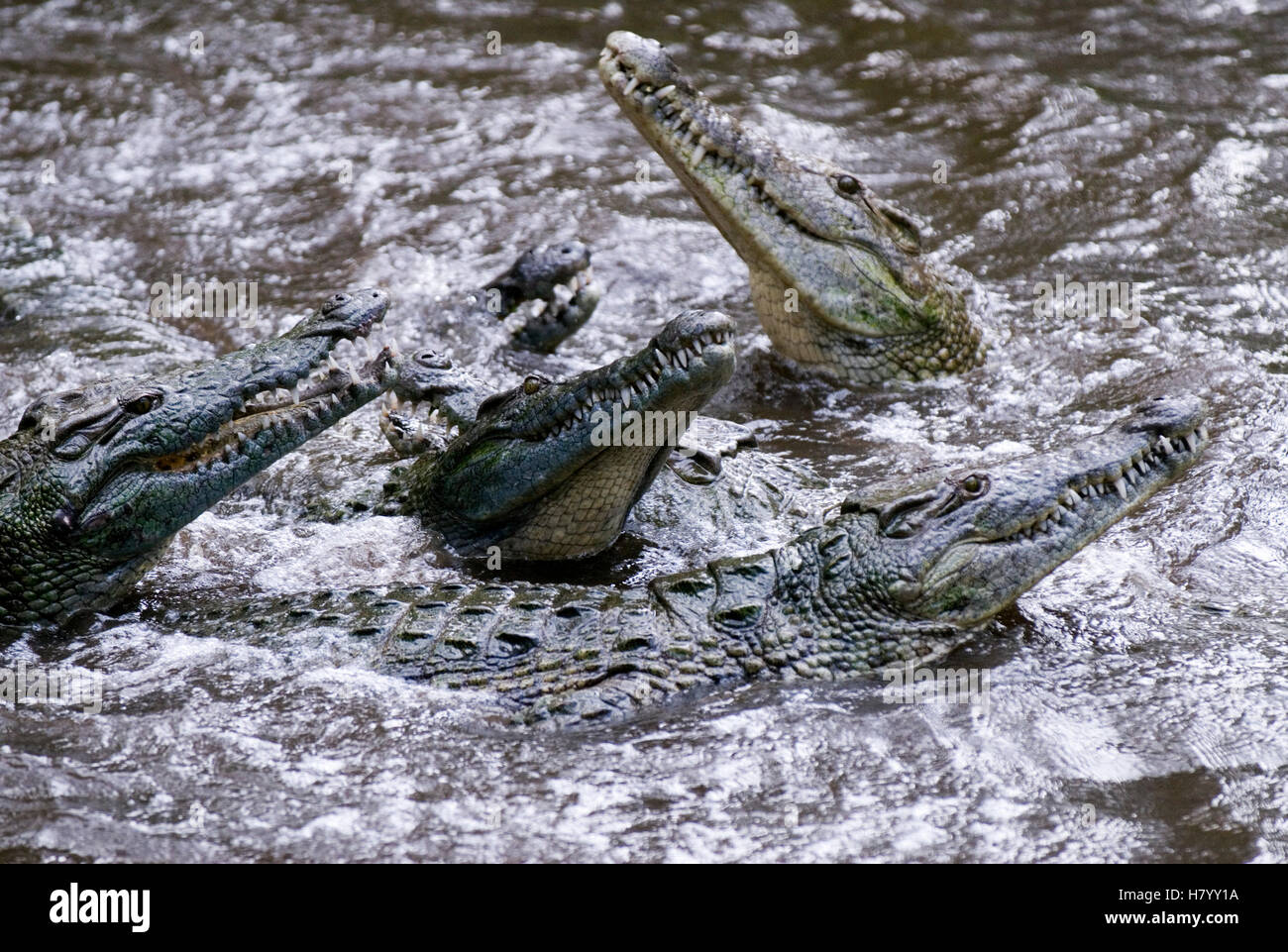 Crocodiles (Crocodilia) in Haller Park in Mombasa, Kenya, Africa Stock ...