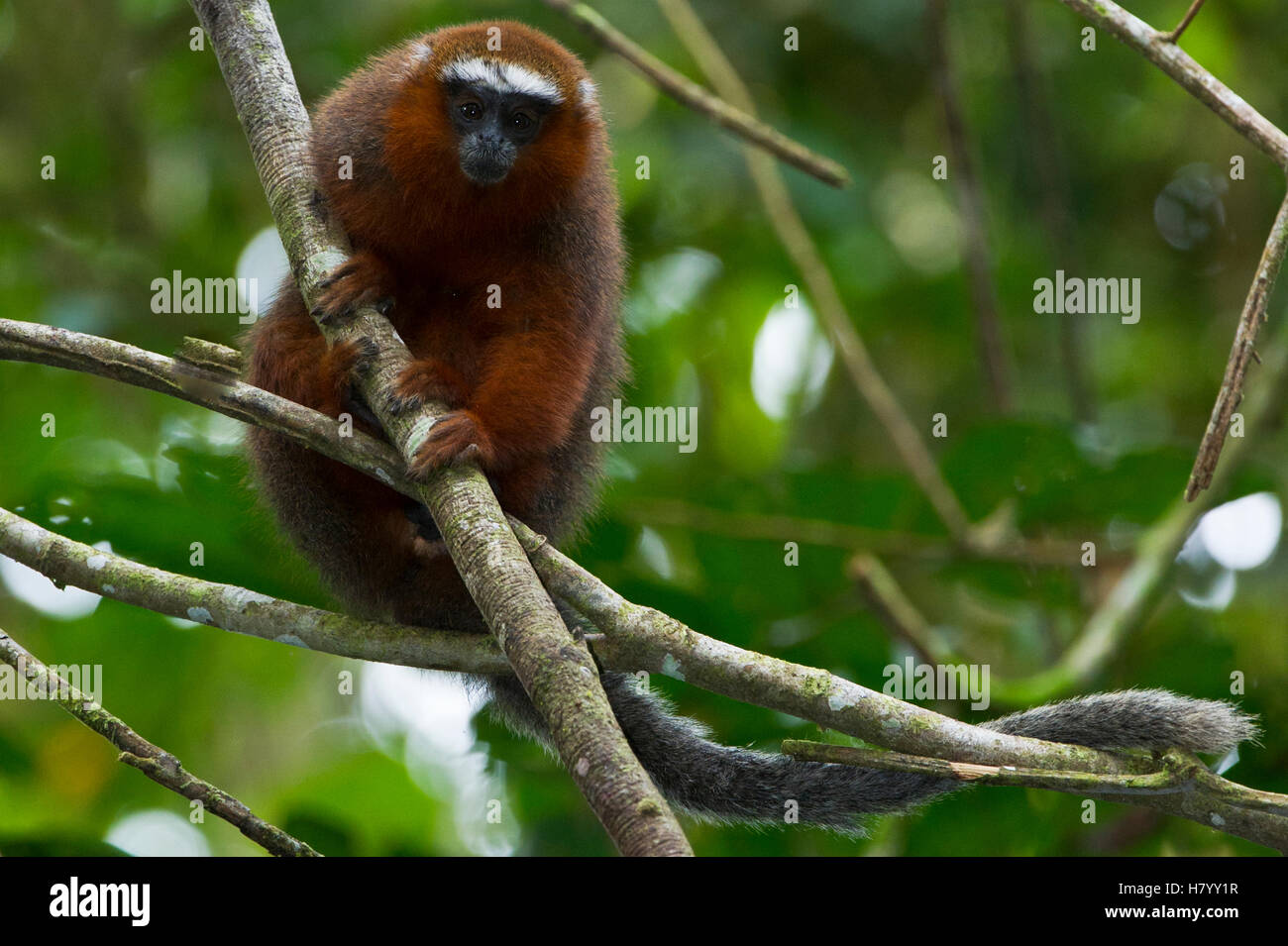 White-tailed Titi (Callicebus discolor) in tree, Yasuni National Park ...