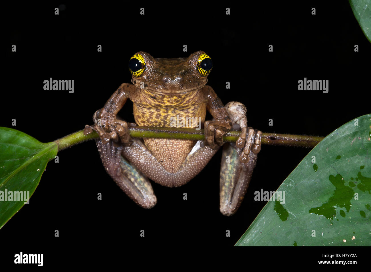 Ecuador Slender-legged Treefrog (Osteocephalus verruciger), Yasuni National Park, Amazon ...
