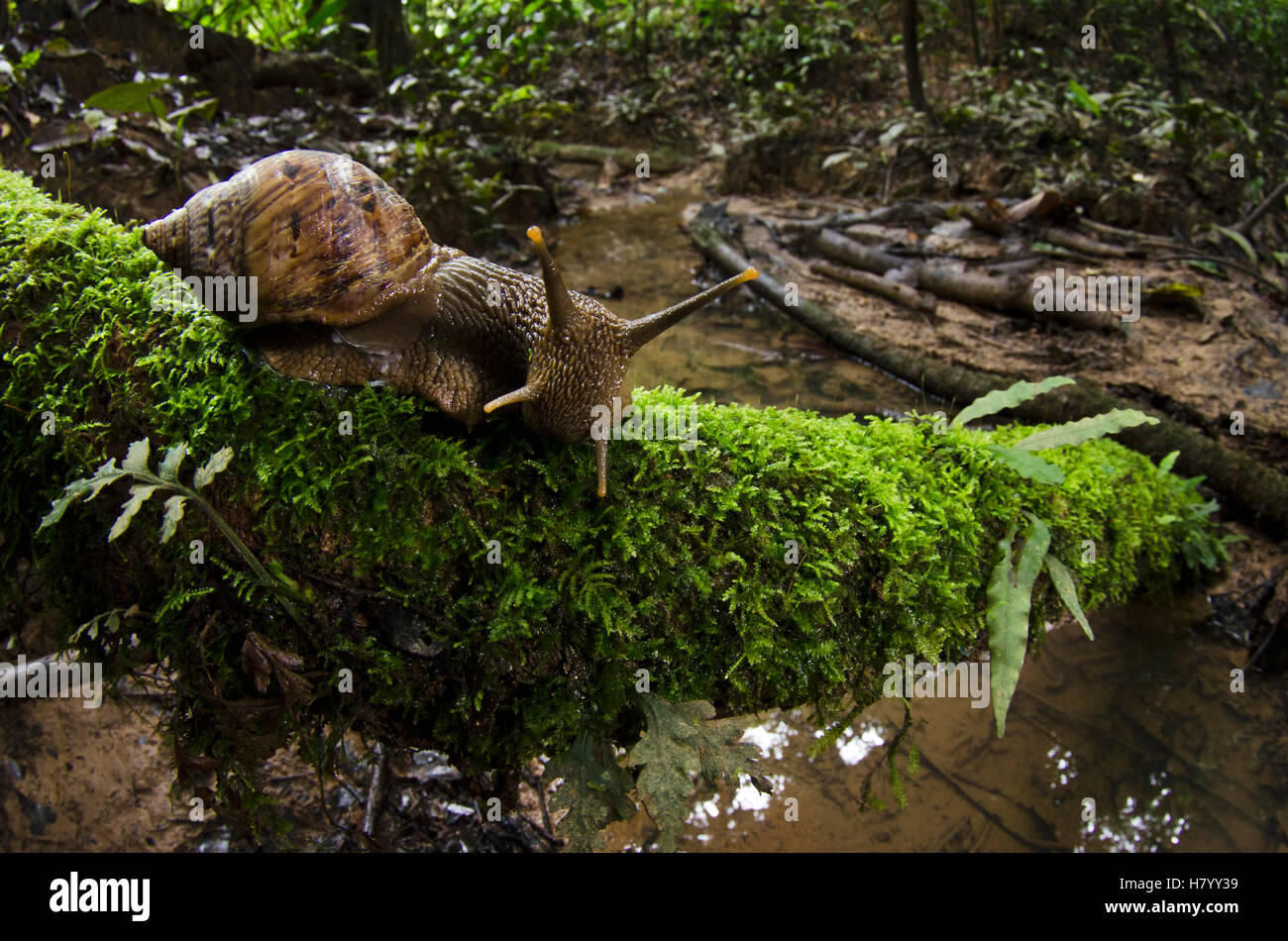 Land Snail (Caracolus sp) in rainforest, Yasuni National Park, Amazon ...
