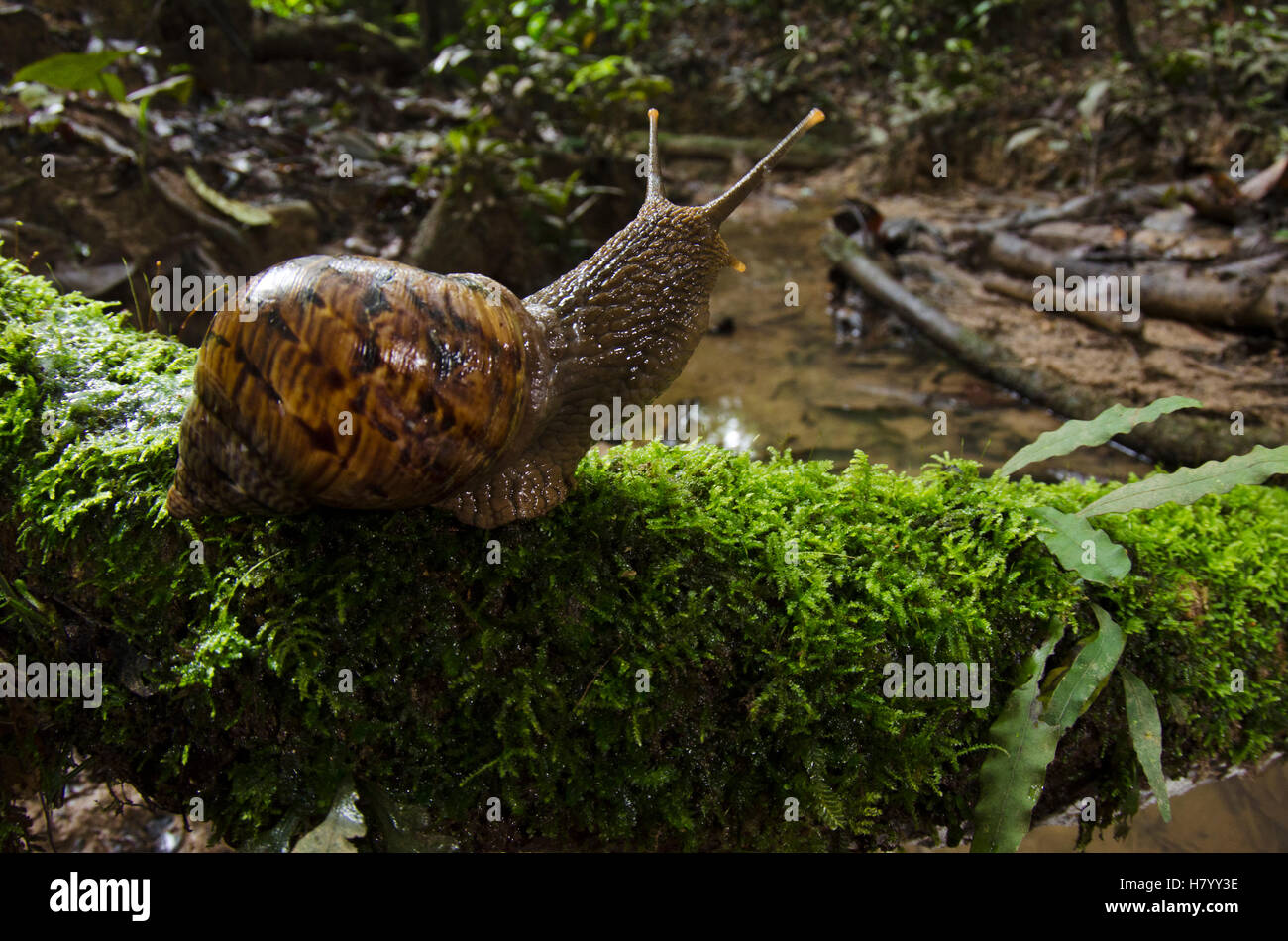 Land Snail (Caracolus sp) in rainforest, Yasuni National Park, Amazon ...